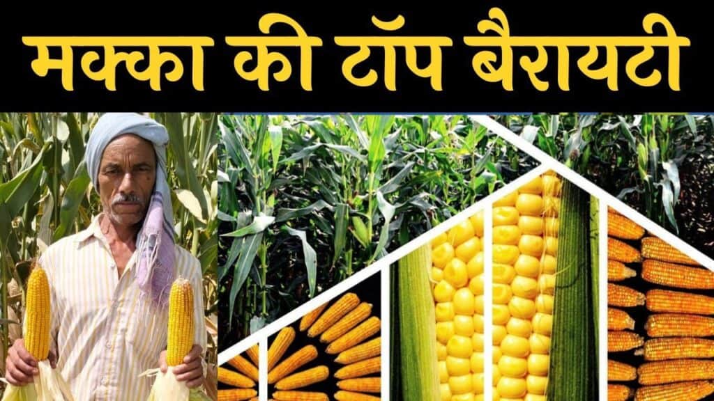 Maize Variety | साल 2025 में मक्का के ये टॉप वैरायटी लगाए देगी बंपर ...